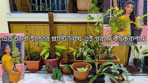 এতগুলো Indoor Plants নিয়ে এই গরমে কী করলাম। আমার ছোট্ট Balcony বাগান। Indoorplants Youtube