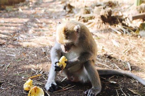 Premium Photo Java Monkey