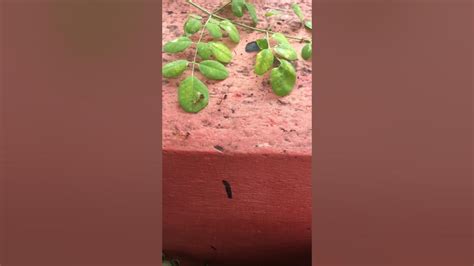 Dolichoderus Thoracicus Ants Pissed Off Youtube