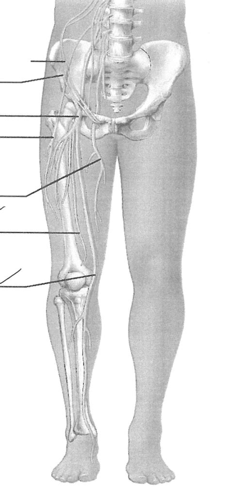 Lumbar Plexus Diagram Diagram Quizlet