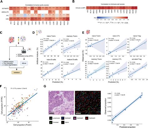 Figure 4 From Neural Net Based Cell Deconvolution From Dna Methylation Reveals Tumor