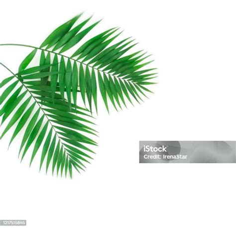 Hojas De Palma Verde Ramas Marco De Patrón En Un Banner De Fondo Blanco Top Viewcopy
