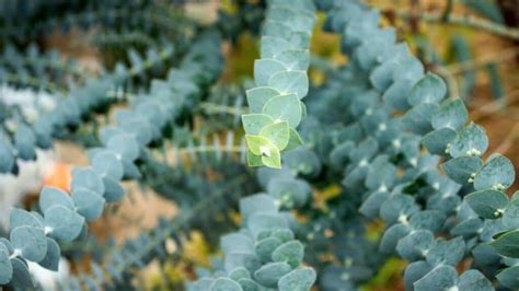 How To Grow And Care For Eucalyptus Plant Indoors Outdoors