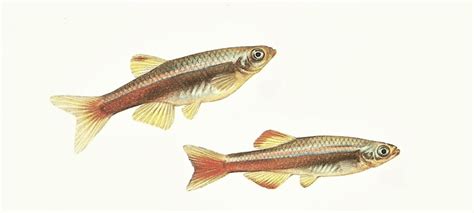 How To Sex White Cloud Minnows Fish Breeding C A R E