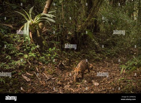 Oncilla Leopardus Tigrinus Walking Along Forest Path Photographed By A Camera Trap Talamanca