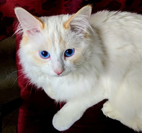 Look Deep Into My Eyes And Surrender R Supermodelcats