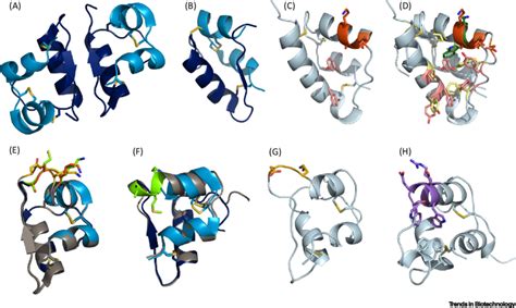 Ribbon Diagrams Of Different Insulin Precursors Featuring C Peptides Download Scientific