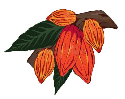 Cocoa Beans And Tree Parts Hand Drawn Illustration In Flat Style Organic Product Stock