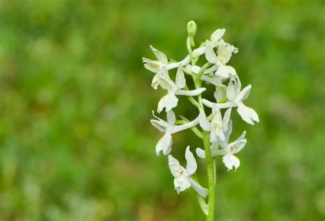 Orchidée Sauvage Plantation Entretien Soin Le Parisien Jardin