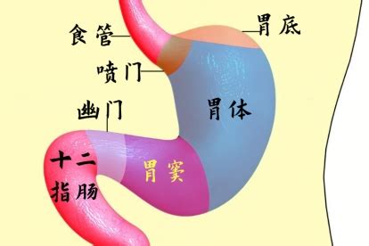 胃窦部位图片 妙手医生