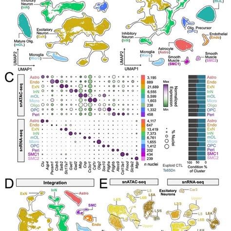 Multi Modal Single Nucleus Sequencing Of The Ts65dn Mouse Cortex A