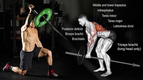 15 Best Landmine Exercises For Building Muscle Mass And Strength