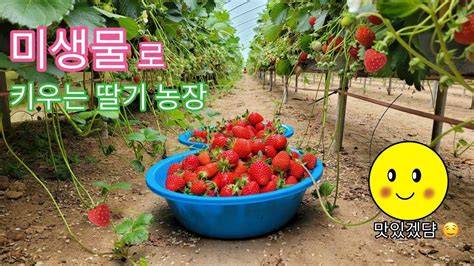 미생물로 키우는 딸기 농장 Youtube