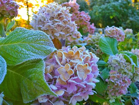 When And How To Fertilize Your Hydrangeas Backyard Boss