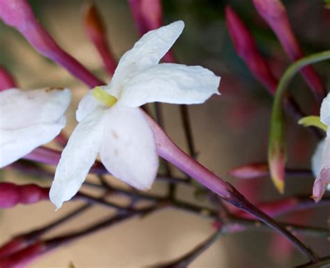 Glosario Botánico Con Imágenes Letra H