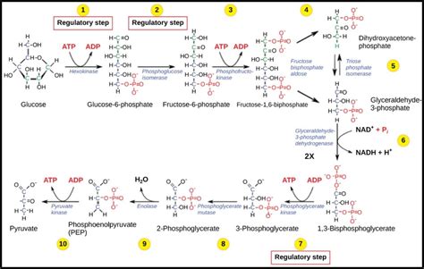 Simple Glycolysis Process Diagram