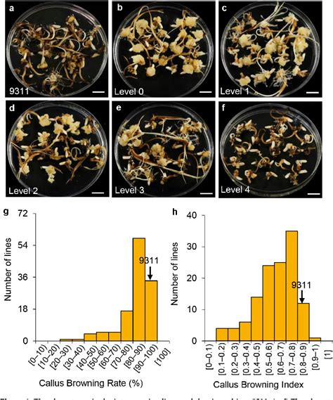Figure 1 From Genetic And Transcriptome Analyses Of Callus Browning In Chaling Common Wild Rice