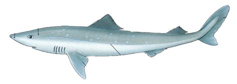 Squalus External Anatomy Diagram Quizlet