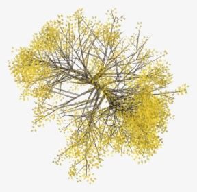 Transparent Tree Png Plan View Plant Floor Plan Png Png Download Kindpng