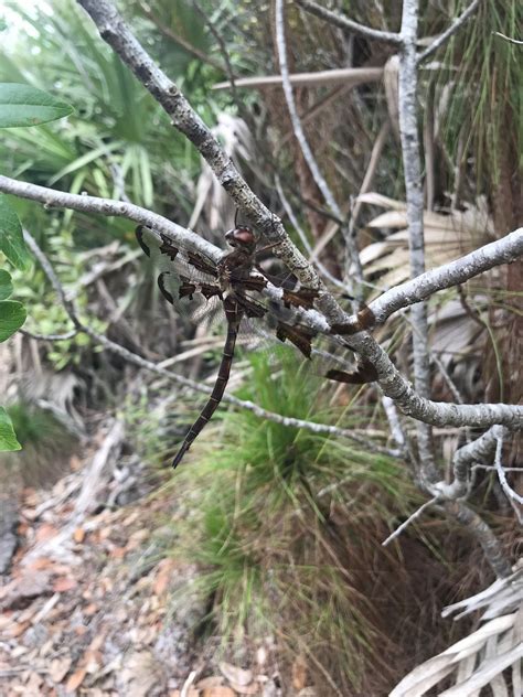 Epitheca Princeps Hagen 1861