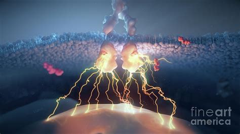 Fibroblast Growth Factor Receptor Hyperactivity Photograph By Hybrid Medical Animationscience