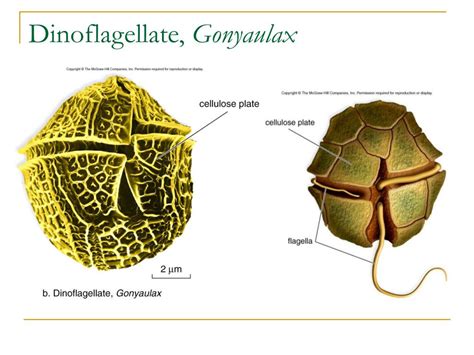 Ppt Chapter 22 The Protists Powerpoint Presentation Free Download
