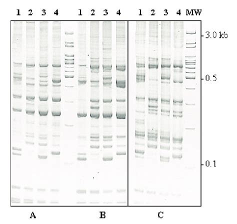 Effect Of Taq Polymerase Source Takara Polymerase A Biotools B And