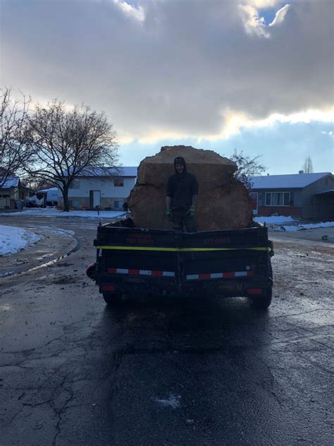 Pictures Timberline Tree And Shrub