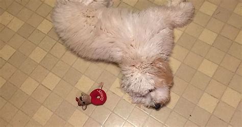 Doggieexe Has Crashed Imgur