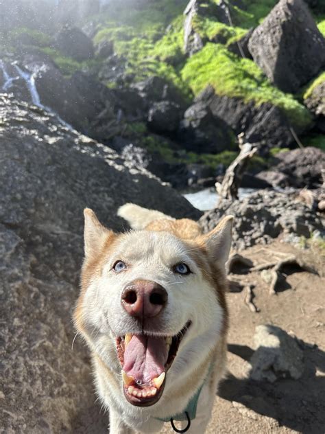 Ruby Bear Rhusky