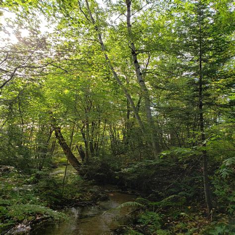 Trees Augmented Object Detection Dataset By Andrey Markov