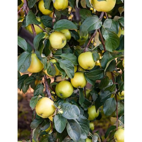 Southern Planters 7 Gallon White Fruit Ein Shemer Apple Tree In Pot