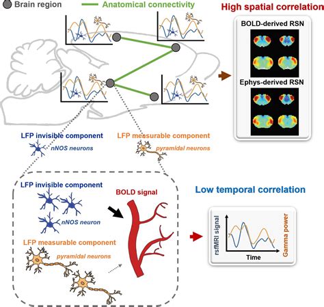 Disparity In Temporal And Spatial Relationships Between Resting State Electrophysiological And