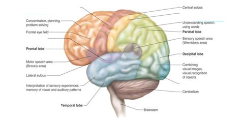 Functional Areas Diagram Quizlet