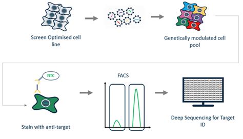 Pooled Phenotypic Crispr Screening
