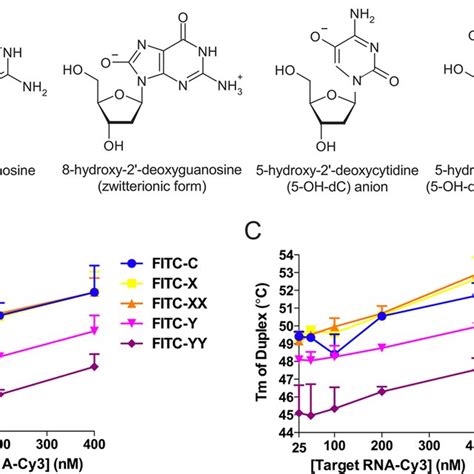 Sequences Of Dna And Lnadna Gapmer Oligonucleotides Download Table