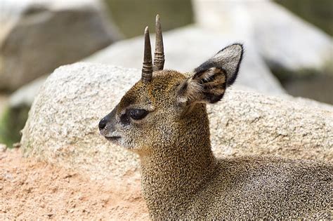Animal Klipspringer Antílope Cuernos Fondo De Pantalla Hd