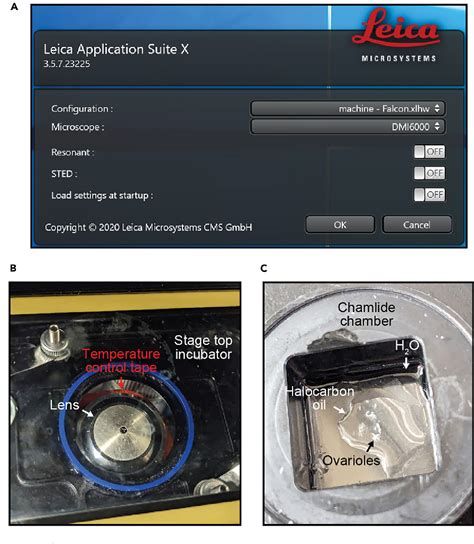 Figure 1 From A Protocol For Measuring Plasma Membrane Tension In The Drosophila Ovary Using