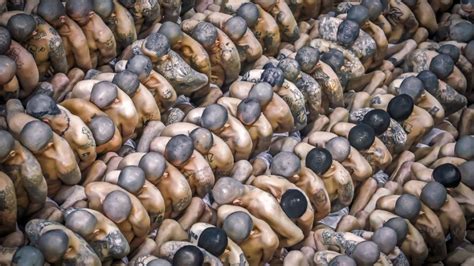 La Mega Cárcel De Nayib Bukele En El Salvador Recibió Los Primeros Reos