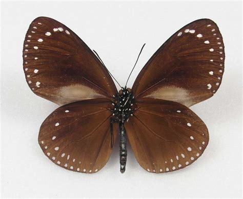 Euploea Tulliolus Ssp Forsteri Male Aureus Butterflies And Insects