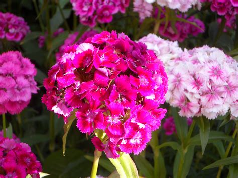 Darmowe Porno Ogolone Cipki Teens Site