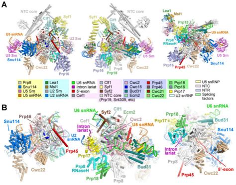 施一公研究组在《科学》发文报道酵母剪接体三维结构 X Mol资讯