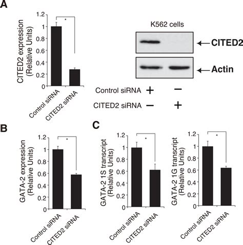 Cbp P300 Interacting Transactivator With Glu Asp Rich C Terminal Domain Download Scientific