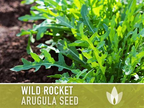 Wild Arugula Plant