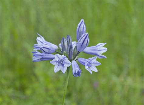Triteleia Grandiflora Brodiaea Howellii Douglas Brodiaea Photo Rod