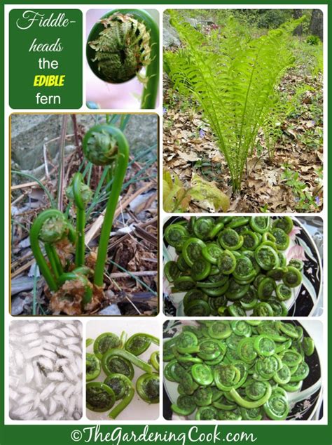 Fiddlehead Ferns Culinary Delight From The Ostrich Fern