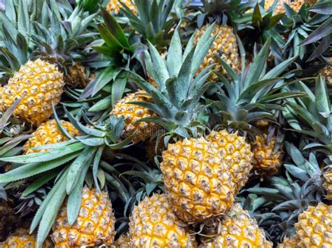 Tropical Fruit Harvest Vibrant Collection Of Fresh Pineapples With