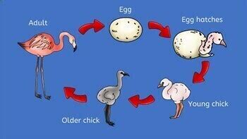 Flamingo Life Cycle Google Slides Presentation Distance Learning