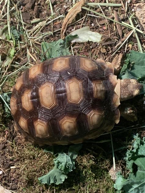 Does His Shell Look Healthy Rsulcata