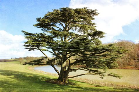 Cedar Tree Symbolism And Characteristics Lebanese Cedar Tree Drawing